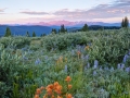 Shrine Ridge Wildflowers - Regensburger Photography